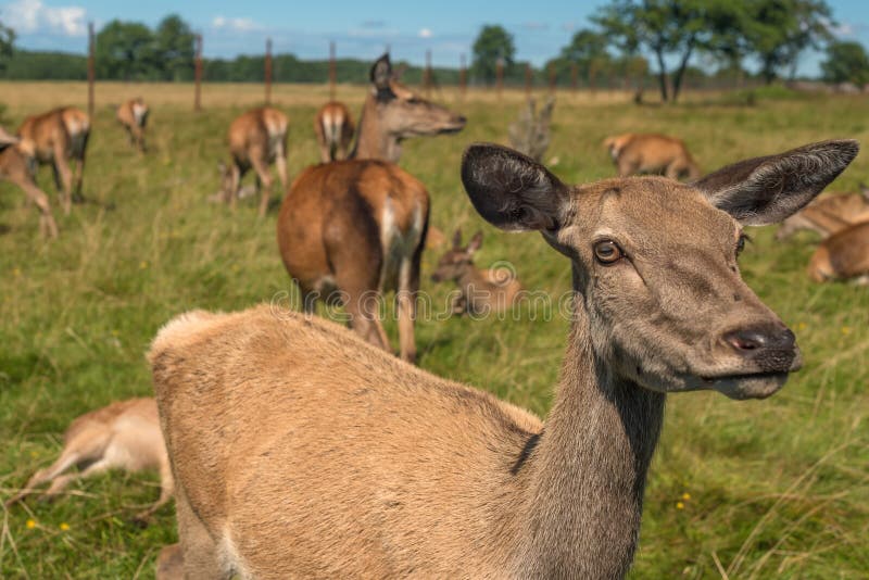 Deer grazing in field stock photo. Image of mule, animals - 80095174