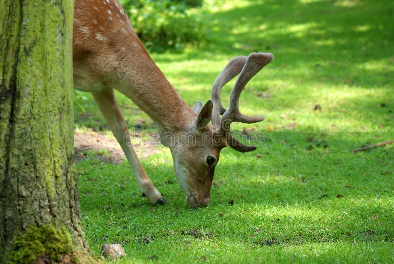 Deer Grazing on Forest Floor Stock Image - Image of scotland, hunting ...
