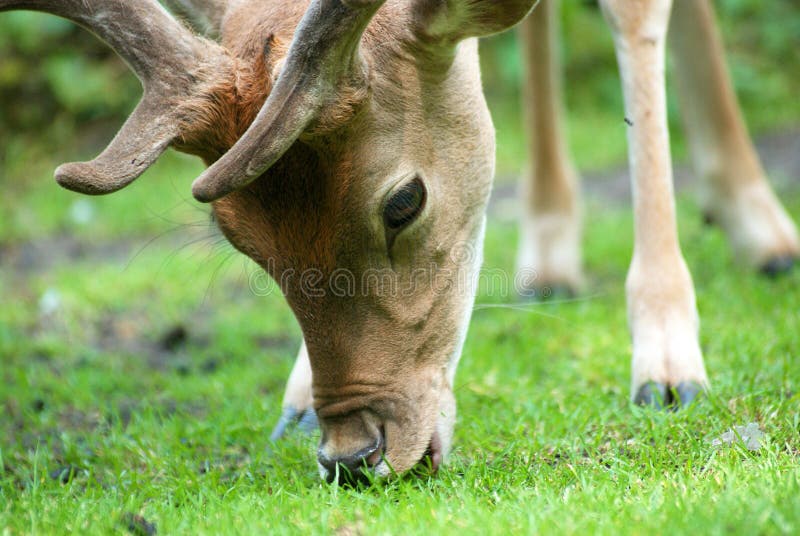 Deer Grazing on Forest Floor Close Up Stock Image - Image of habitat ...