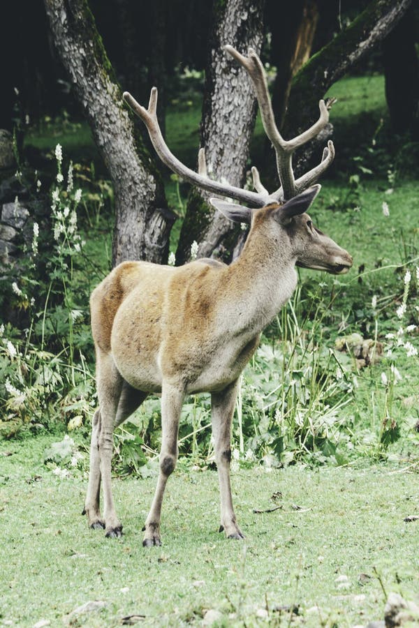 Deer Grazing on Green Grass in a Forest Stock Image - Image of ...