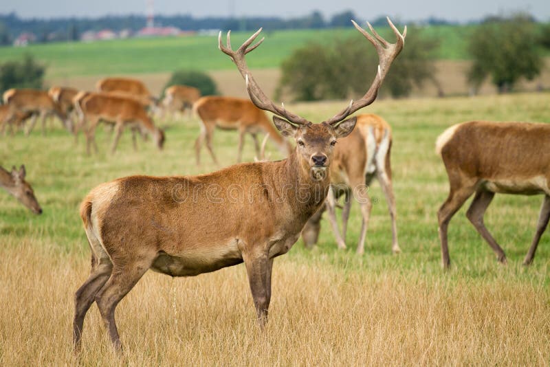 Deer grazing stock photo. Image of park, animal, nature - 44788152