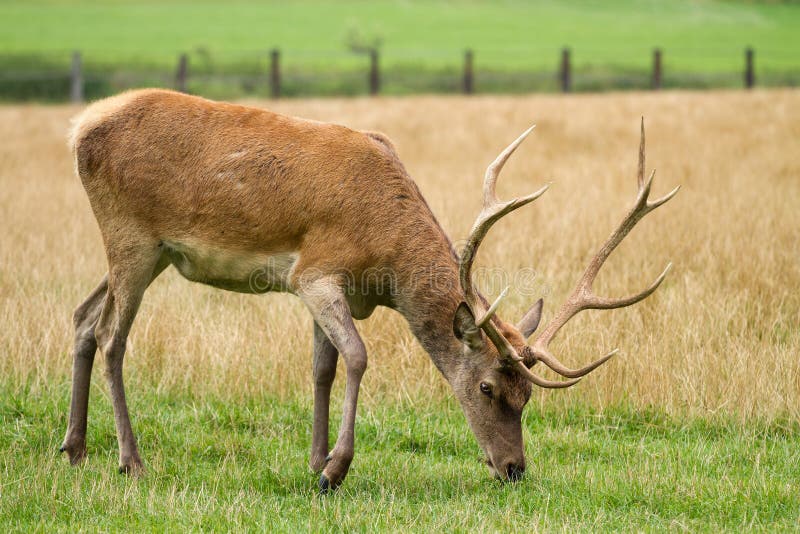 Deer grazing stock image. Image of majestic, concept - 45231315