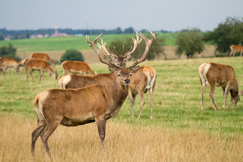 Deer grazing stock image. Image of majestic, grass, foliage - 45784161
