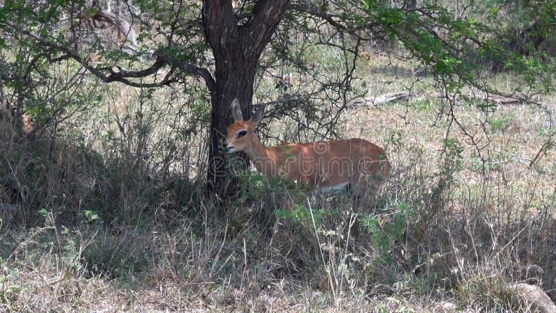 Deer Grazing Near Tree in the Lush Jungle Stock Footage - Video of ...