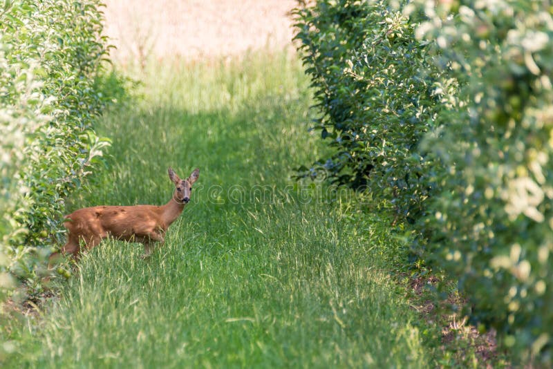 Young Deer between the Rows of Trees of an Orchard Stock Image - Image ...