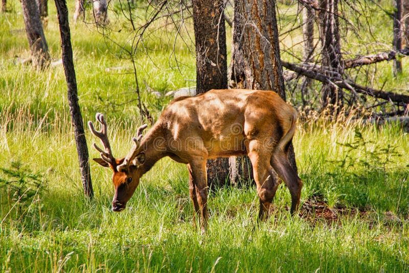 Deer Grazing in Teh Forest with Green Vegetation Stock Photo - Image of ...