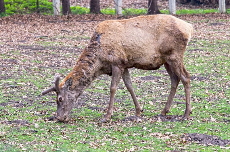 Deer grazing stock photo. Image of herbivore, grazing - 39927970