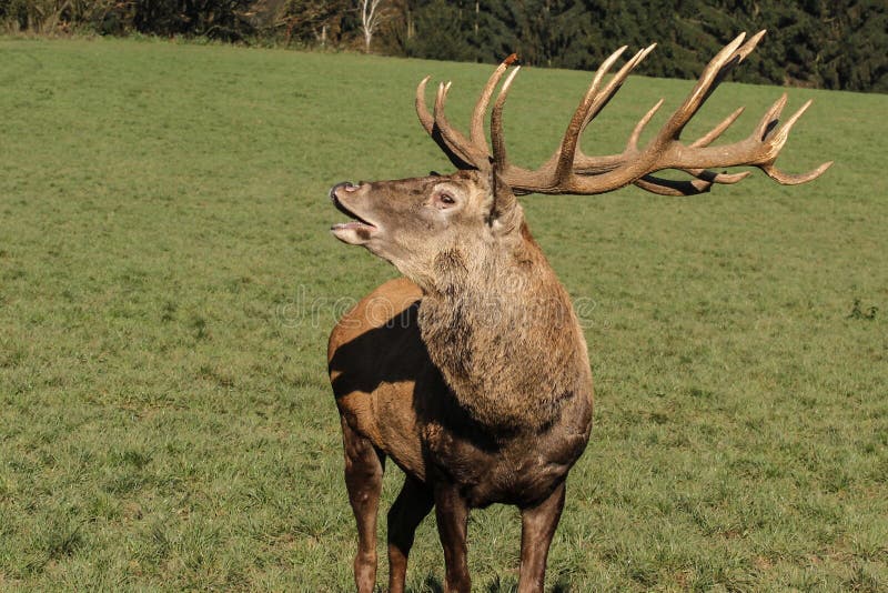 Deer stock photo. Image of game, mammal, colourful, antlers - 46191896