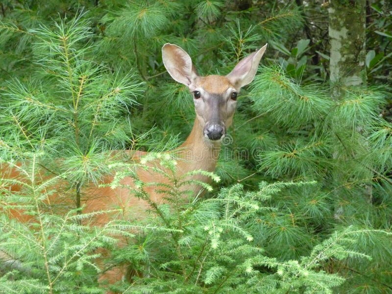 Deer in Green stock photo. Image of pines, woods, nature - 11323446