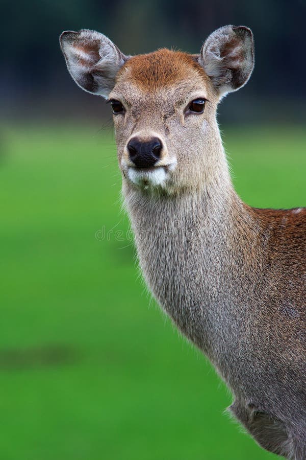 Deer on a green field stock photo. Image of female, cute - 8277338