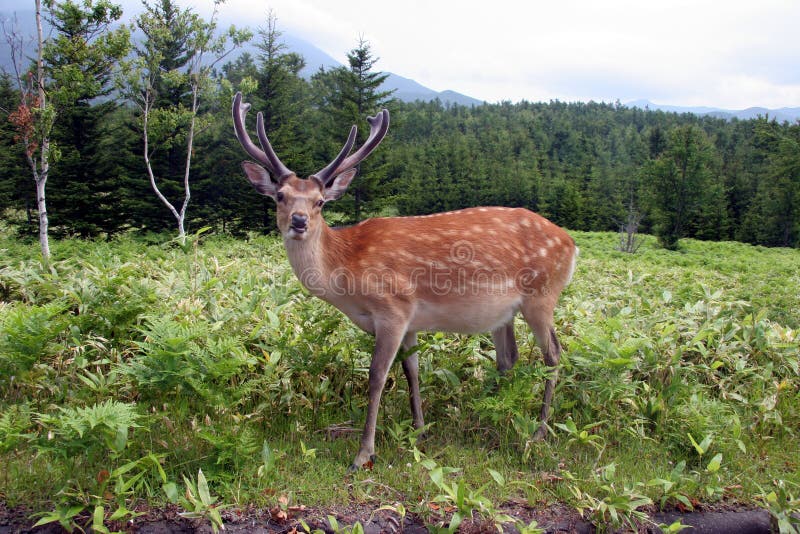 Sambar Deer at Motithang Takin Preserve, Thimphu, Bhutan. Stock Image ...