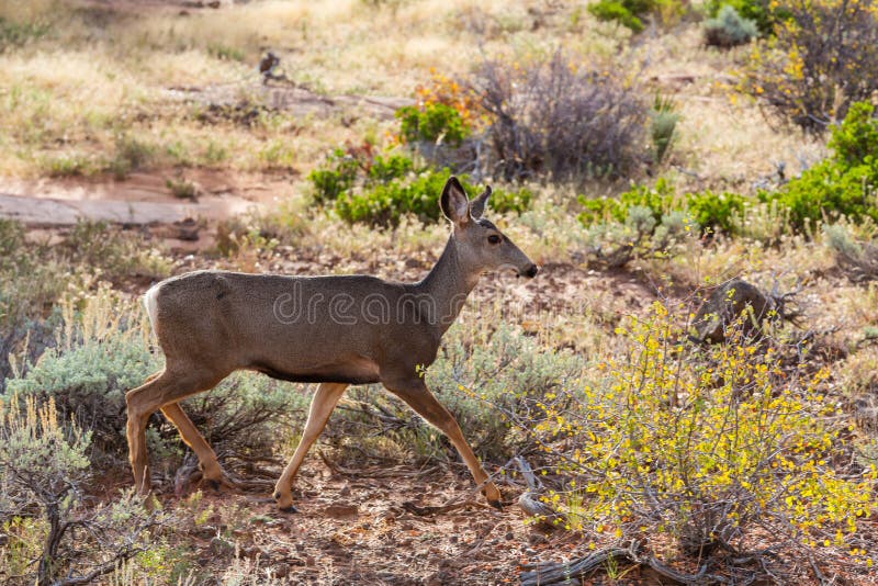 Deer stock photo. Image of deer, meadow, canada, large - 197137142