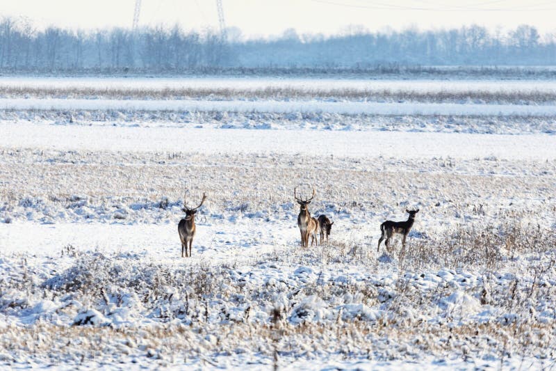 A Deer Group of Red Deer on a Snow Stock Image - Image of cute ...