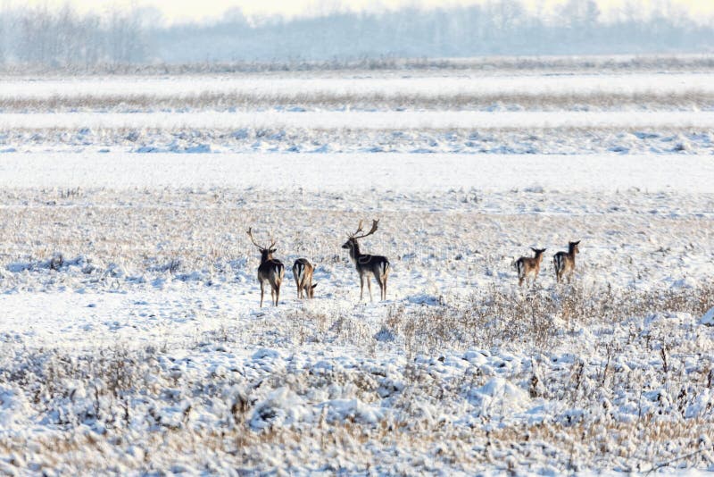 A Deer Group of Red Deer on a Snow Stock Image - Image of field, brown ...