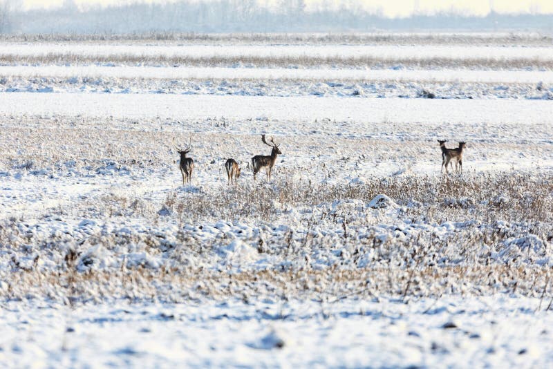 A Deer Group of Red Deer on a Snow Stock Image - Image of brown ...