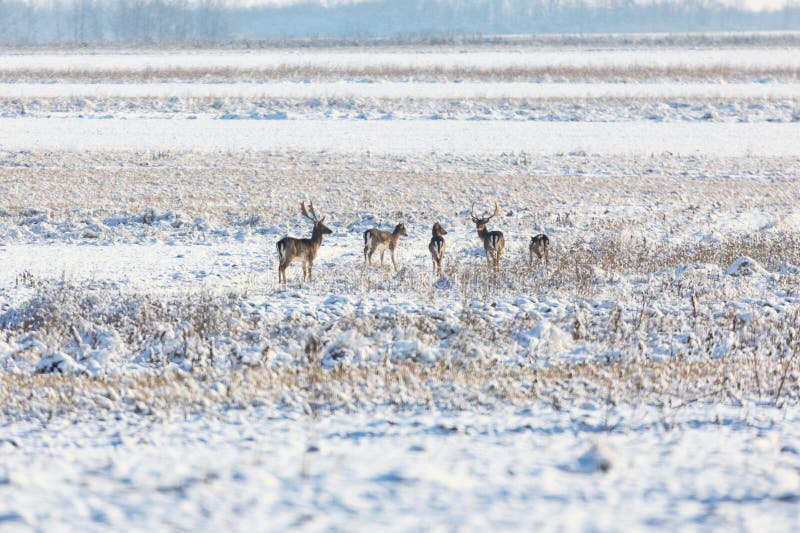 A Deer Group of Red Deer on a Snow Stock Photo - Image of outdoor ...