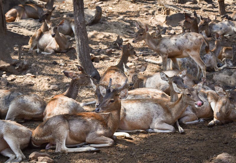 Deer relax stock image. Image of morning, natural, young - 108279703