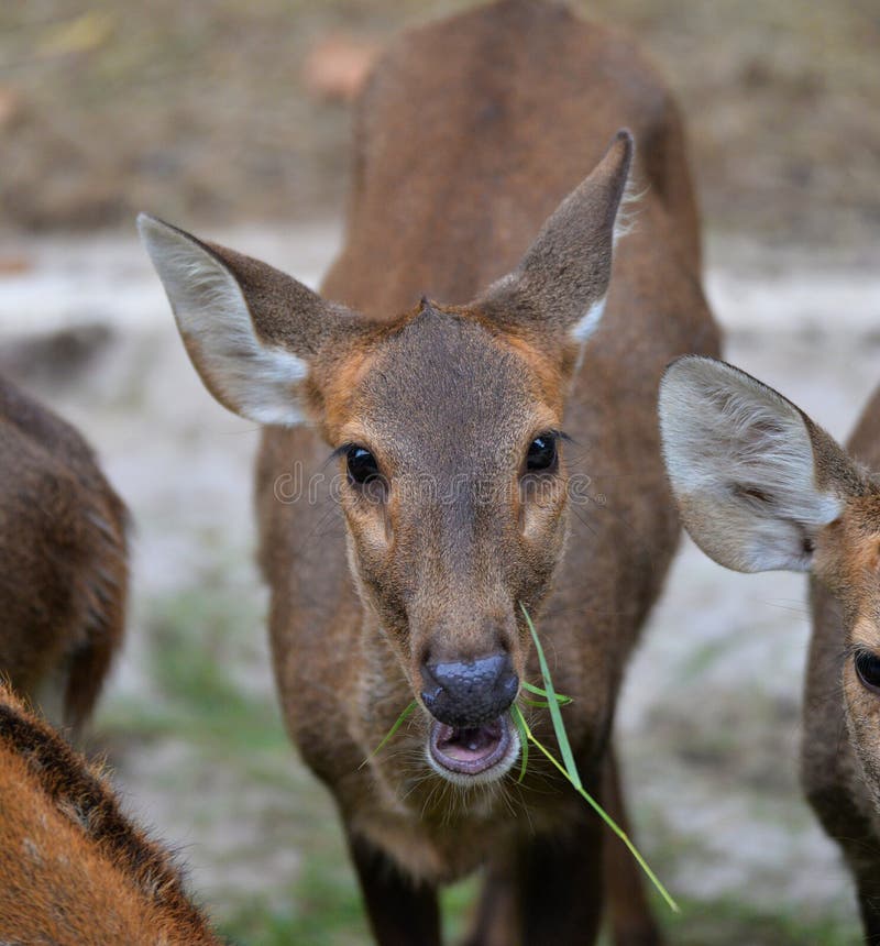 Deer stock photo. Image of care, cute, adorable, deer - 61787124