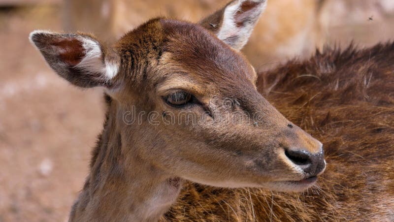 A Deer on Guard, Tense Look Stock Photo - Image of guard, elegant ...
