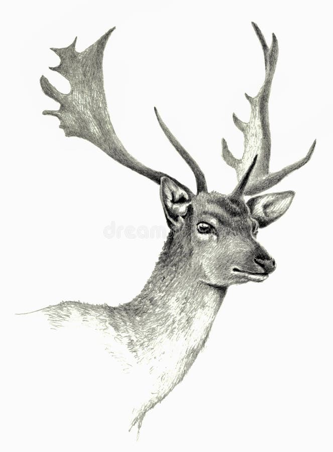 Deer Hand Drawing. Pencil Image Stock Illustration - Illustration of ...