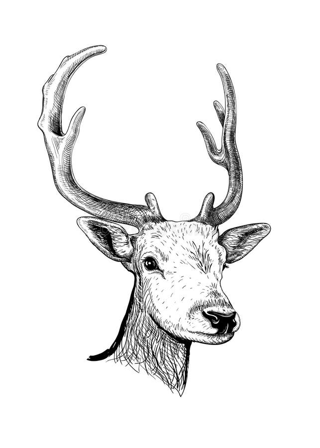 Deer. Hand drawn sketch stock vector. Illustration of animal - 103219165