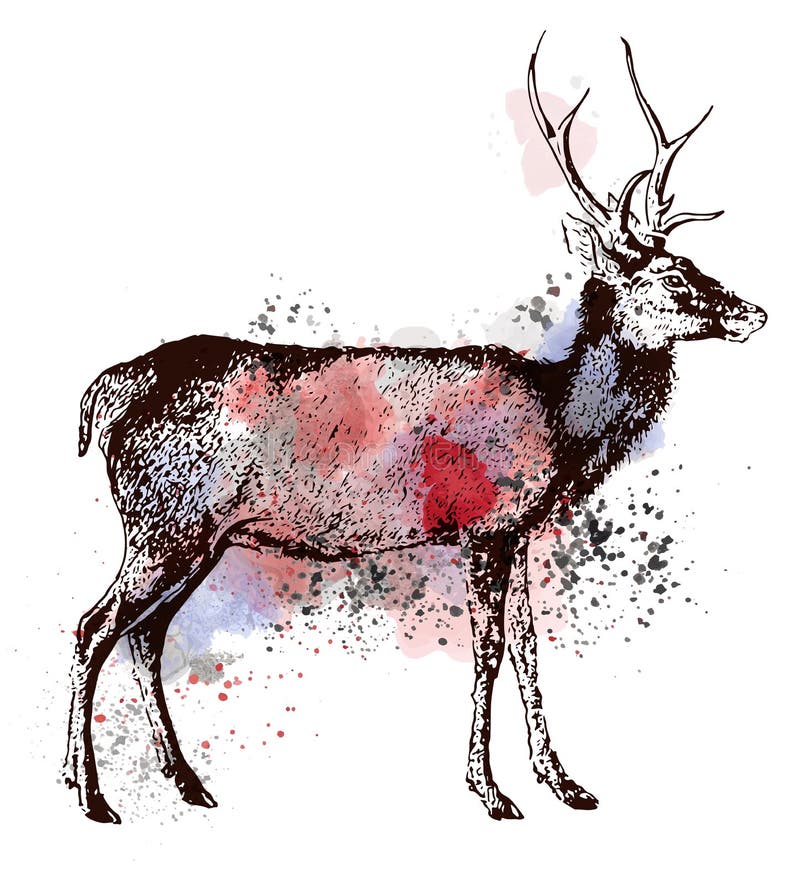 Deer Hand Drawn Vector Image Stock Vector - Illustration of animal ...