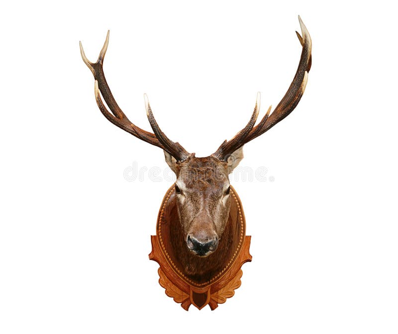 Deer head stock image. Image of animal, snout, antlers - 14176177