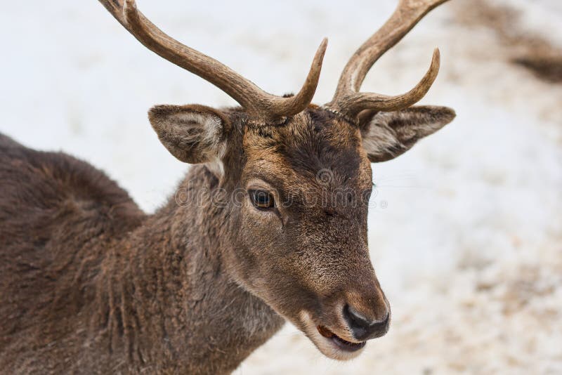 Deer head stock image. Image of brown, antler, adult - 17618495