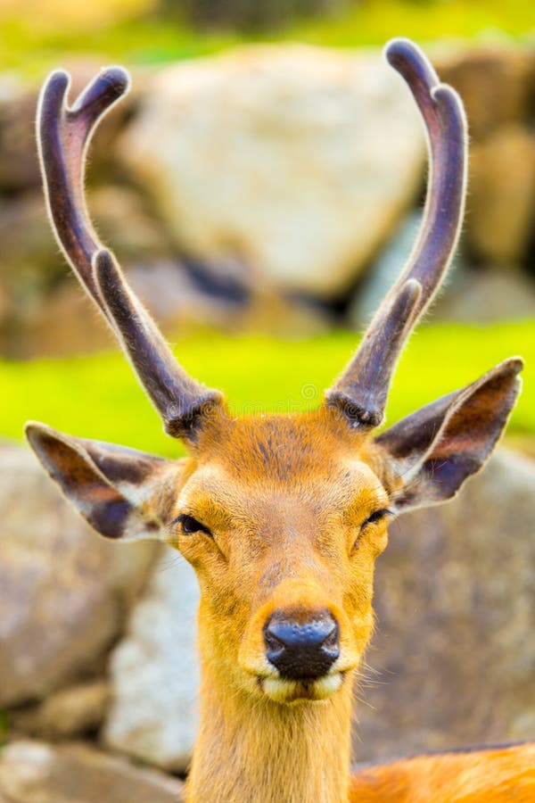 Deer Head Antlers Closeup Face Front Nara Japan Stock Image - Image of ...