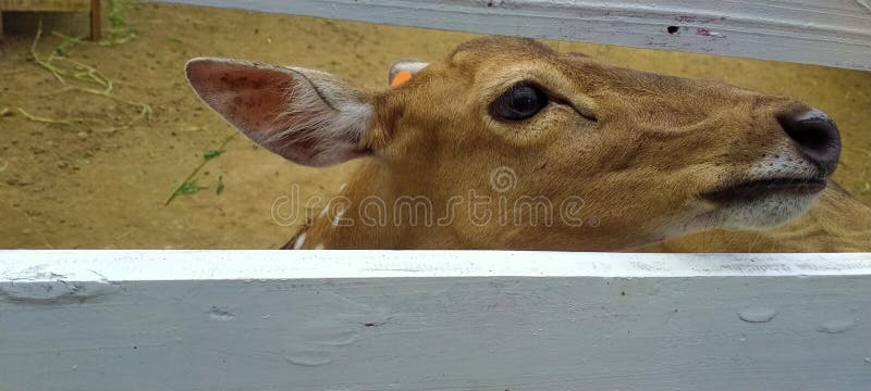 A Deer Head Behind the Fence Stock Image - Image of fence, head: 262229745