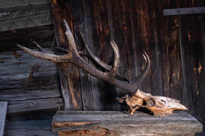 Deer Head with Horns. Side View of a Deer Skull Stock Image - Image of ...