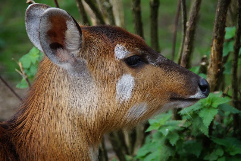 Deer Profile Stock Images - Download 1,852 Royalty Free Photos