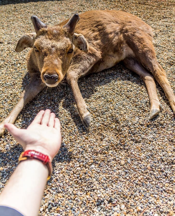 Hand Drawn Animal Deer Stock Photos - Download 92 Royalty Free Photos