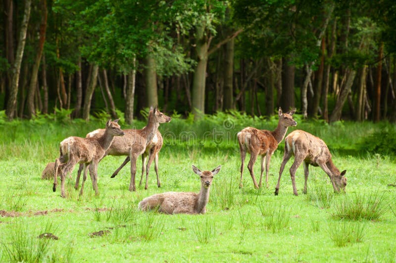 Deer herd stock photo. Image of vegetation, grassland - 25257318
