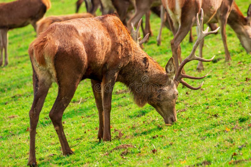 A Herd Of Deer Grazing In A Meadow Stock Image - Image of meadow ...
