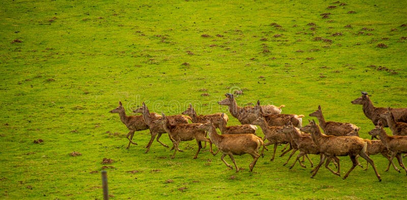 Deers in a field stock image. Image of lush, fawn, herbivore - 181360389