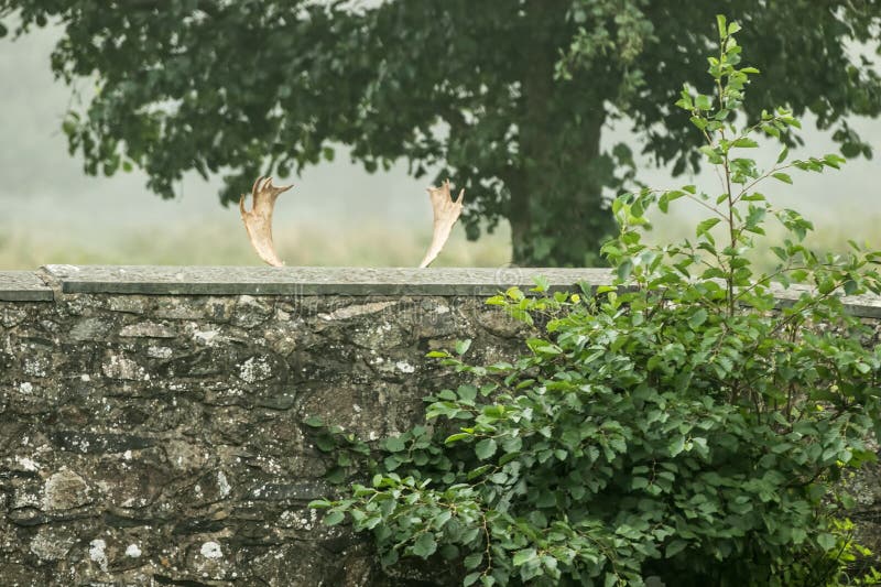 Deer Hiding Behind Stone Wall Stock Image - Image of funny, branches ...