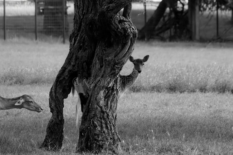 Deer Hiding Behind a Tree in Black and White Stock Photo - Image of ...