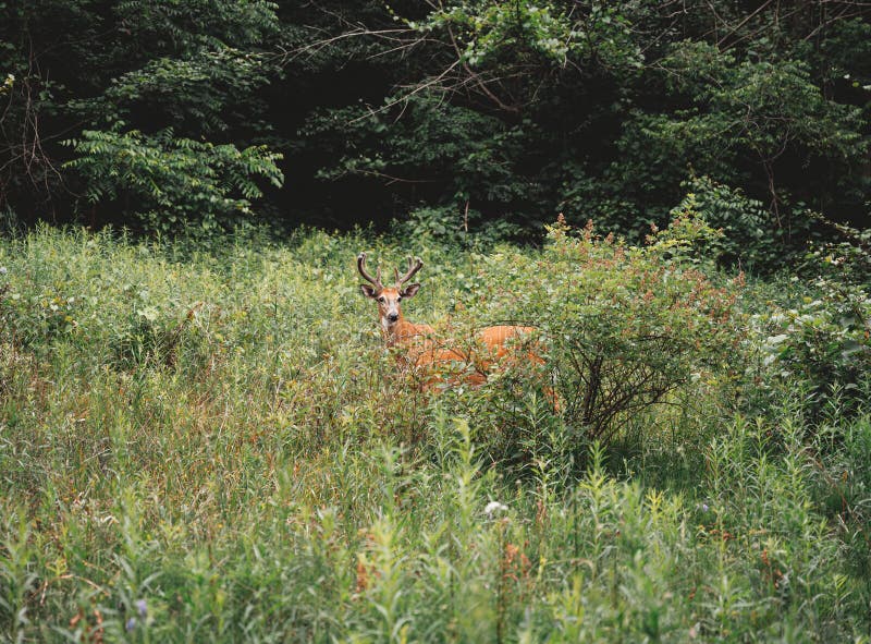 Deer Hiding in the Grassy Field of the Forest Stock Photo - Image of ...