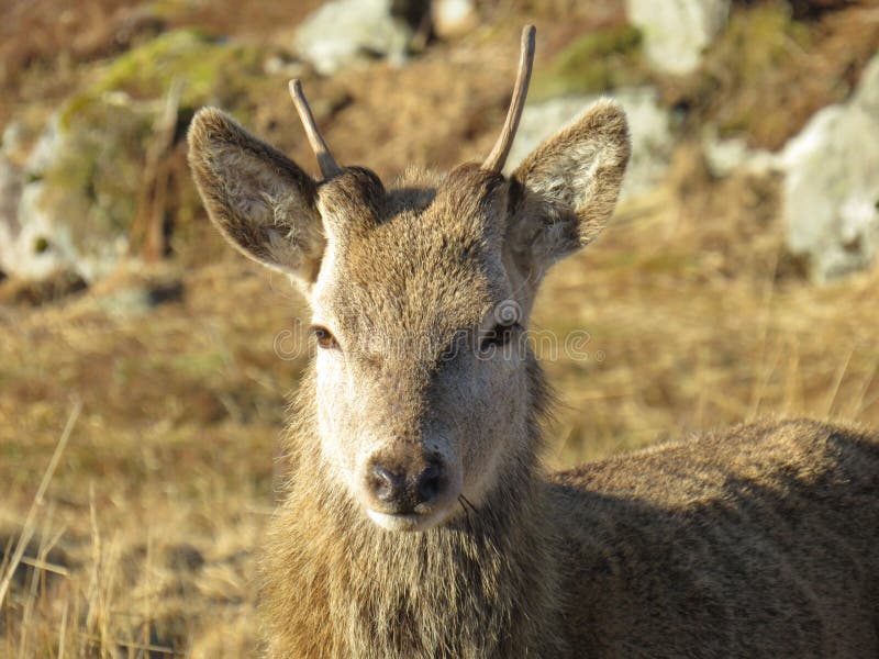 Red Deer in the Highlands of Scotland Stock Image - Image of natural ...