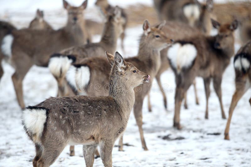 Deer and Hind in Winter, Lithuania Stock Photo - Image of creature ...