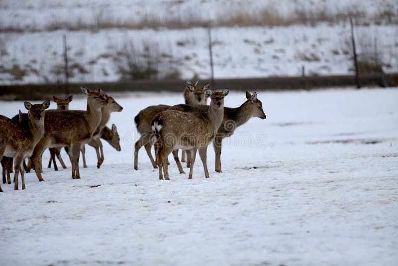 Deer and Hind in Winter, Lithuania Stock Image - Image of muzzle ...