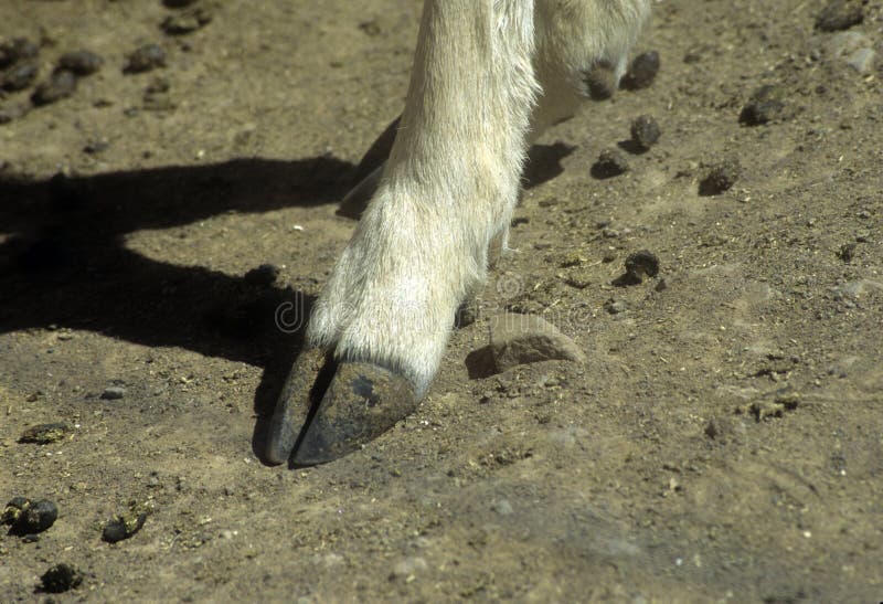 Deer hoof stock photo. Image of ground, animal, forward - 21194520