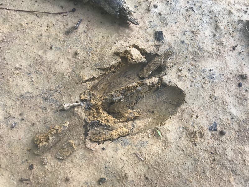 Deer hoof track in the mud stock photo. Image of hoof - 219907914