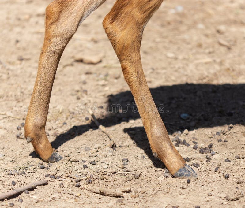 Deer Track Stock Photos - Download 500 Royalty Free Photos