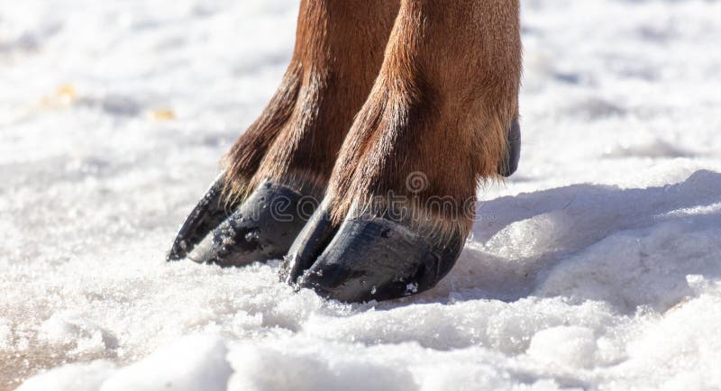Deer Hooves on White Snow. Close-up Stock Image - Image of furry, legs ...