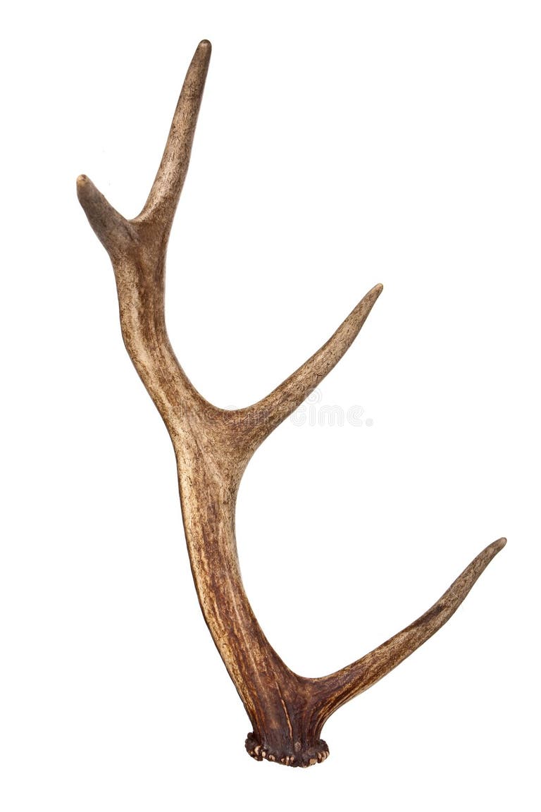 309 Skeleton Deer Svg Stock Photos - Free & Royalty-Free Stock Photos ...