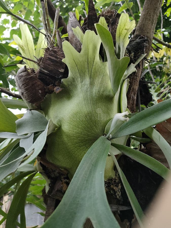 Deer horn flower stock image. Image of tree, vegetable - 263418227