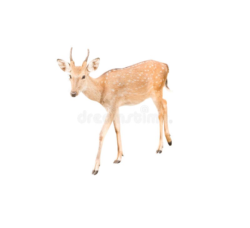 Deer Fur Patterns Texture For Nature Animal Body Horizontal Background ...