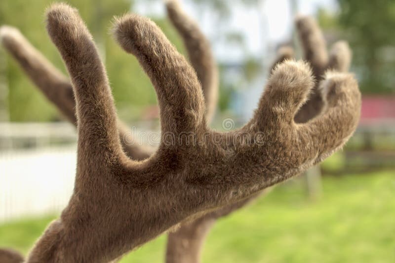 The Deer Horns Covered with Fluffy Fur Stock Image - Image of noble ...